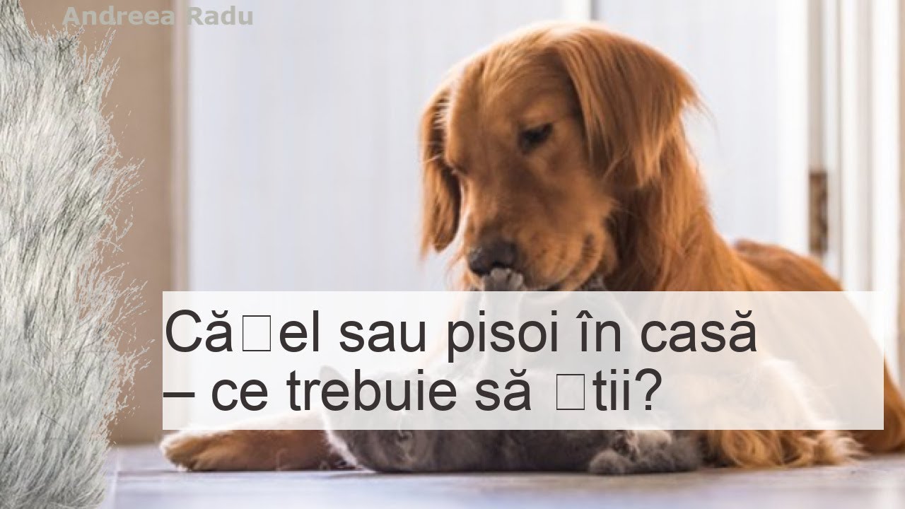 Catelul si pisoiul in casa – ce trebuie sa stii? - YouTube
