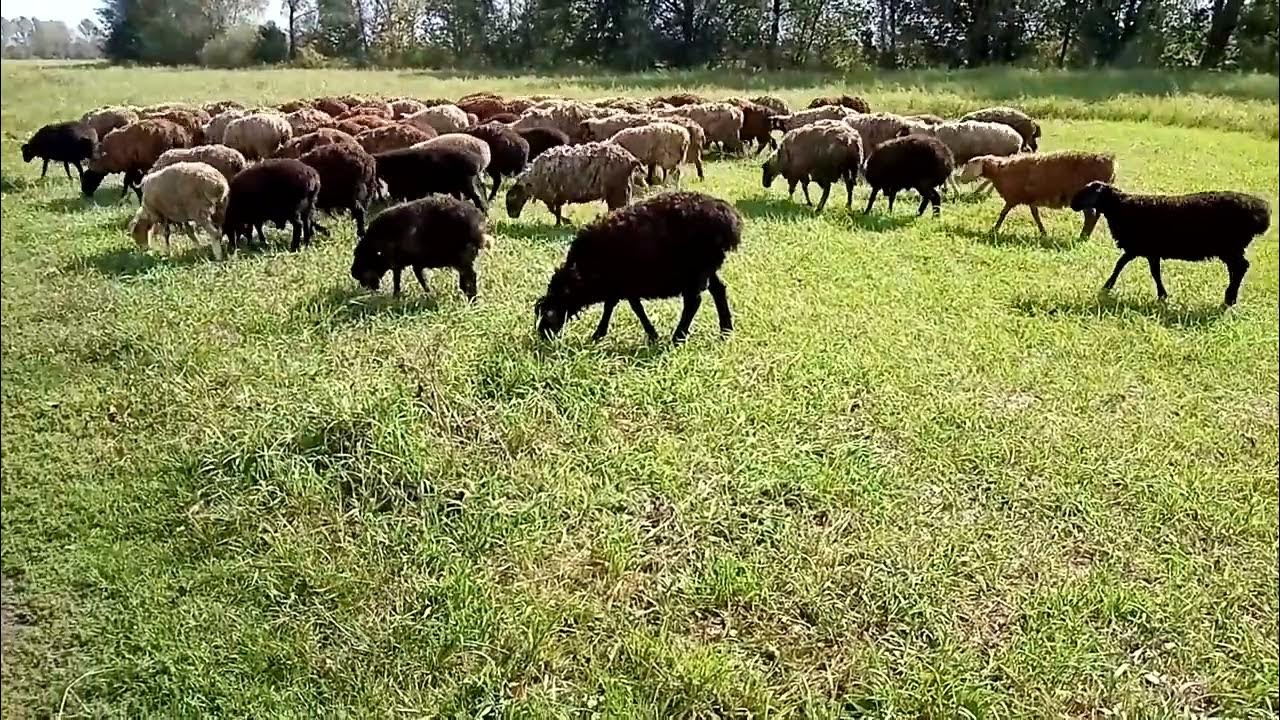 Овцы на пастбище Youtube
