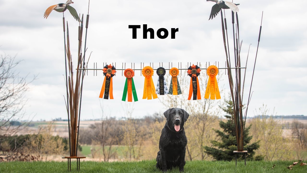 From Torn ACL to Master Hunter: Thor's Recovery - YouTube