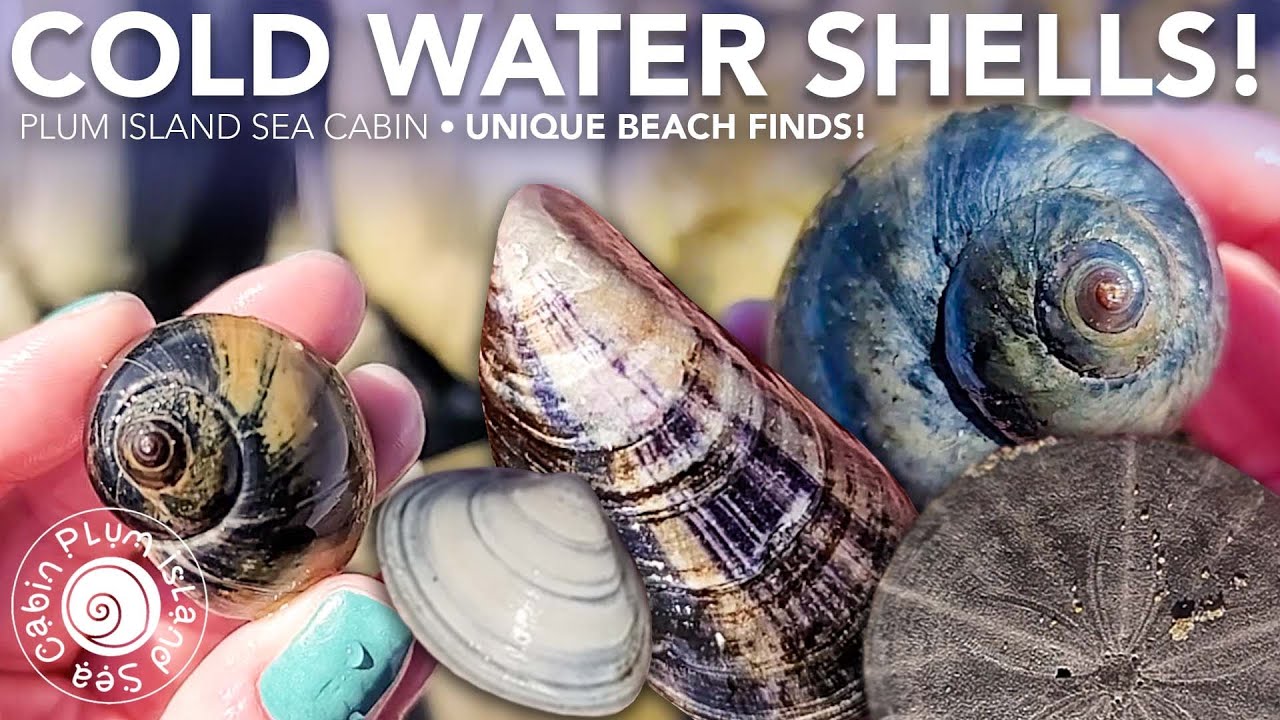 Cold Water Shells! | Shelling Adventure | Virtual Shelling New England ...