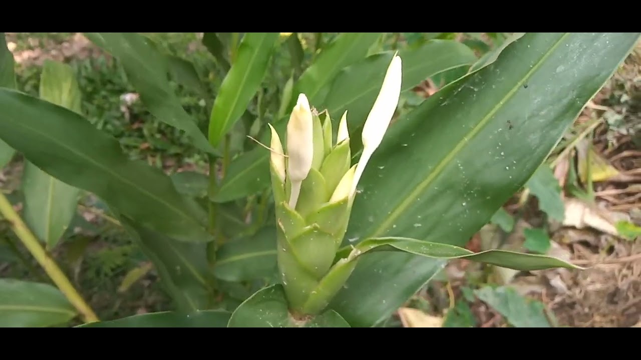 curcuma amada।। mango ginger ️ ️ - YouTube