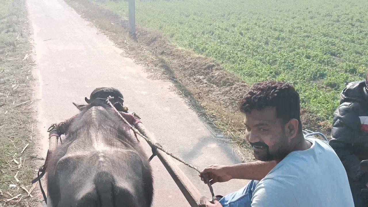 Jhota Buggi | Bhainsa Buggi | Village Vlog | Jhota Ki Speed - YouTube