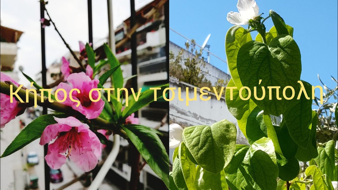 Καλλιεργούμε δέντρα σε γλάστρες 😉😃Κήπος στη βεράντα - YouTube