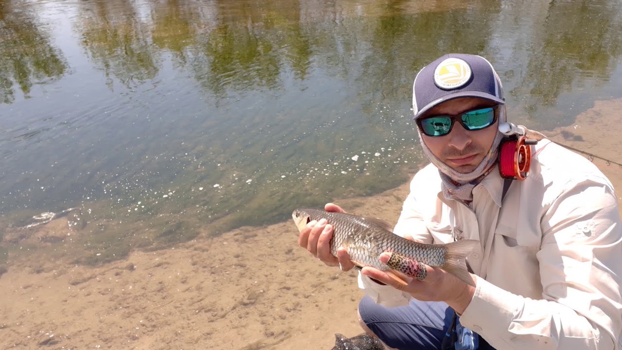 Cleanul,Minciogul si Musca Minune - YouTube