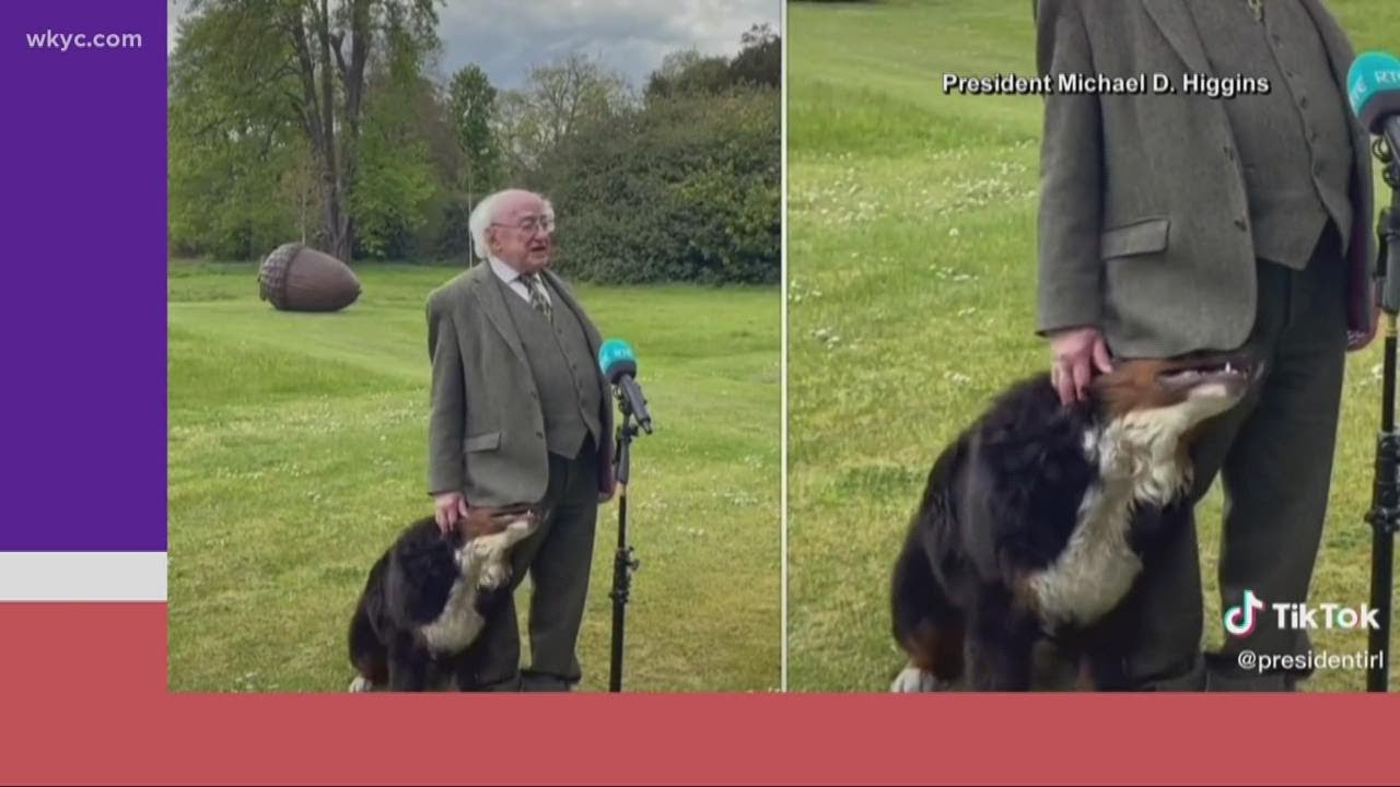 Show Us Something Good: Ireland's President upstaged by dog during news ...