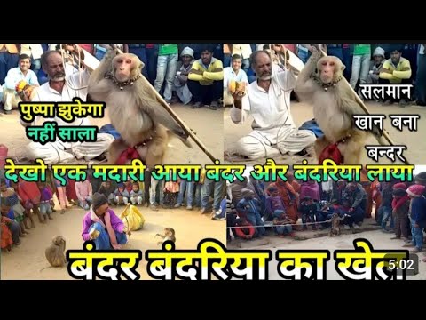 Monkey | Bandar Bandariya Ka Khel बसंती ने किया नागिन डांस | बंदर ...