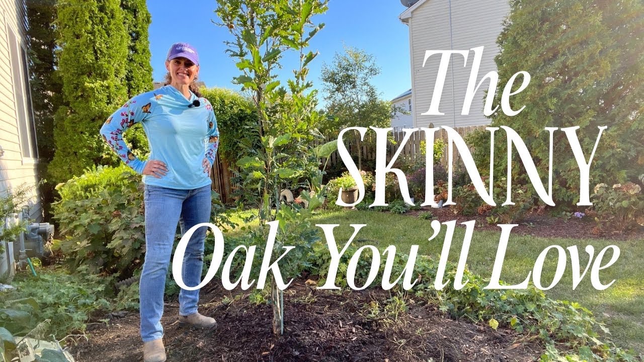 Planting a Crimson Spire Oak | The Perfect Tree for Small Gardens - YouTube