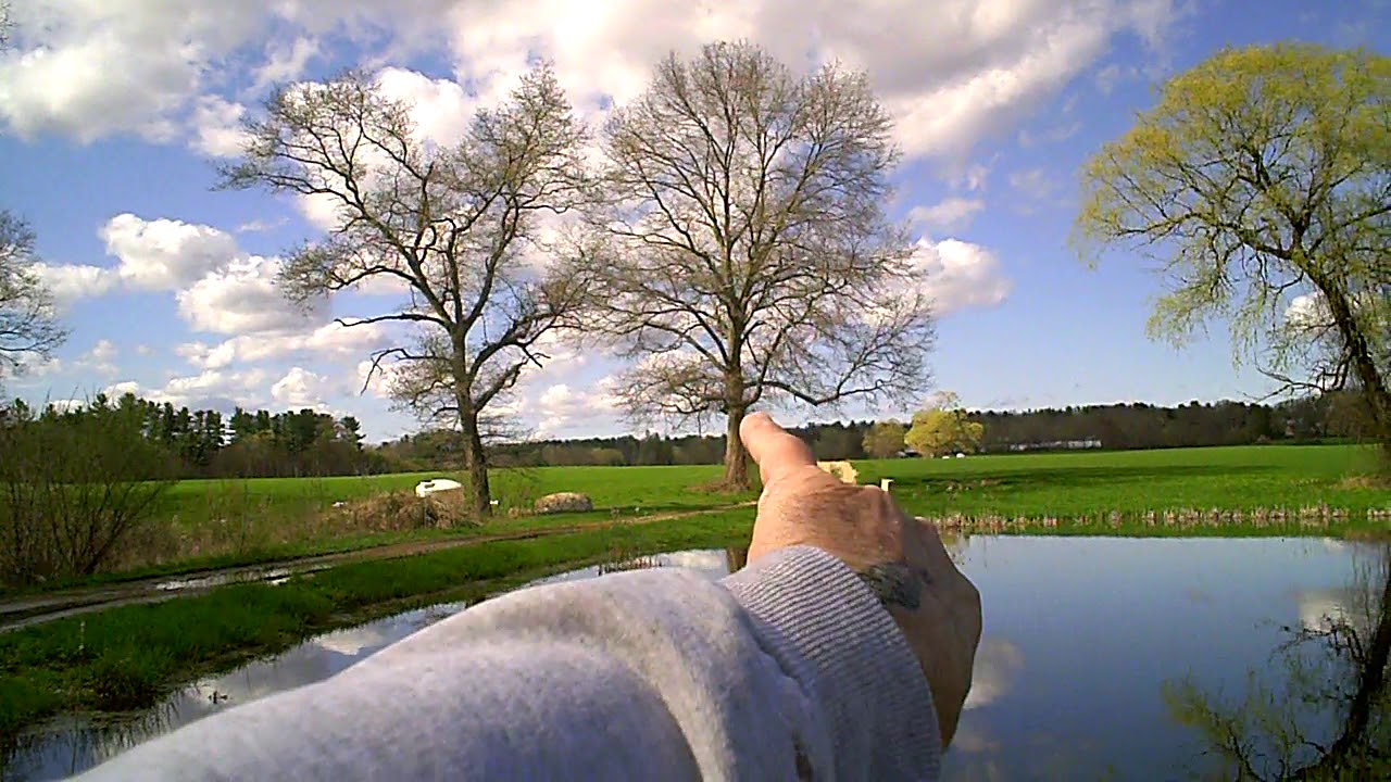 alligator in brooklyn ct in may... ?? - YouTube