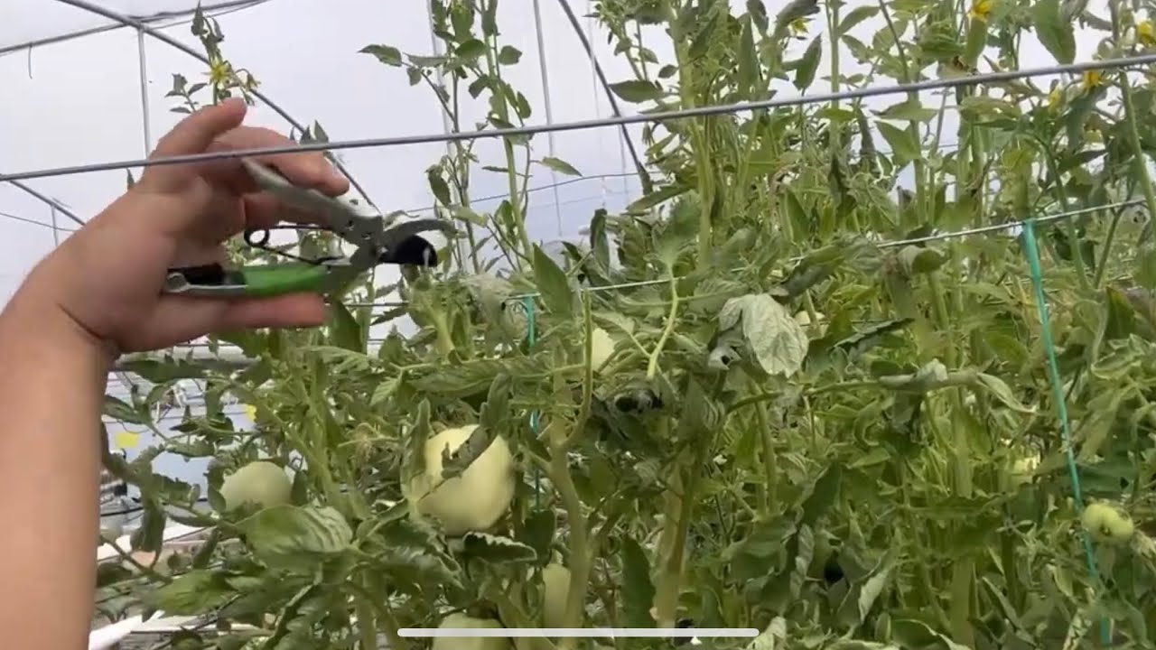 ROȘII RESTRUCTURATE prin defoliere, copilire și cârnire - YouTube