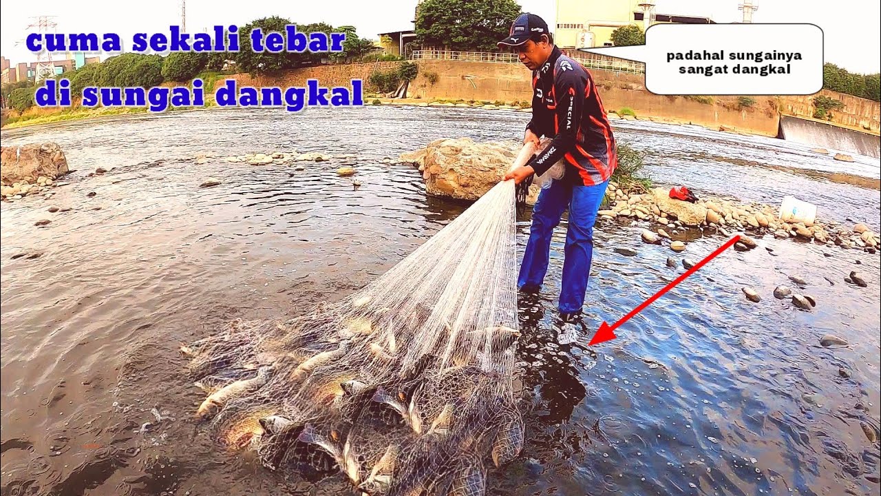 Cuma sekali tebar jala di sungai dangkal hasilnya sangat memuaskan ...