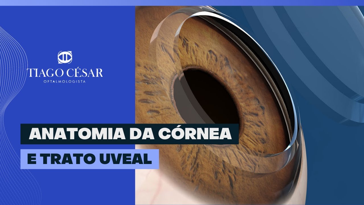 Anatomia da Córnea | Série Anatomia do Olho Humano | Dr Tiago César ...