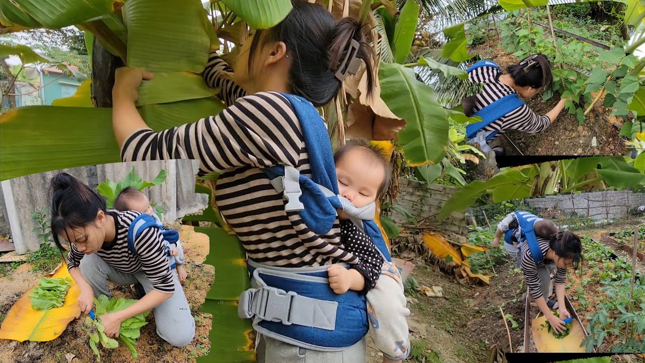 prune banana leaves, harvest vegetables in the garden - YouTube