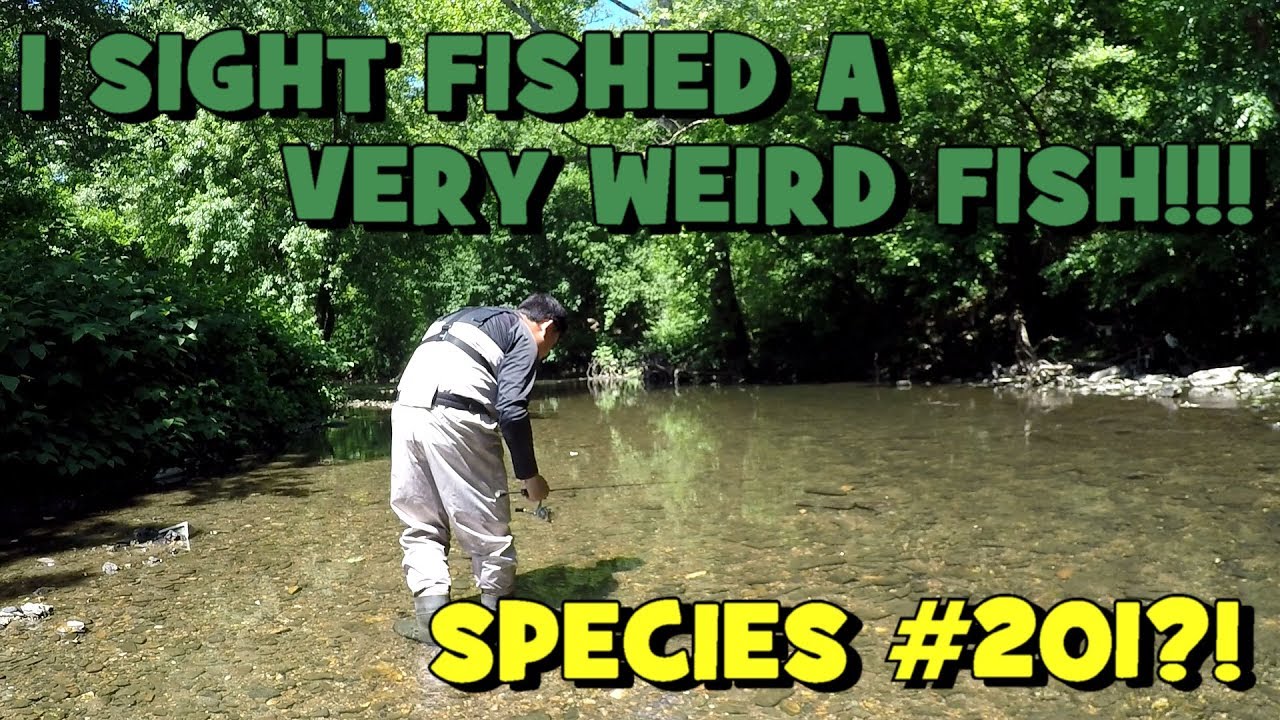 I Caught an UNEXPECTED FISH! Species #201?! Hunting for the "Waterfall ...