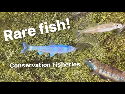Rare and endangered fish with Conservation Fisheries! - YouTube