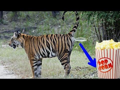 Tiger's urine smells like popcorn!! Funny facts about tiger|Tiger|Pet ...