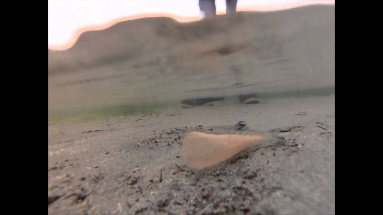 stalked lugworm egg masses - YouTube