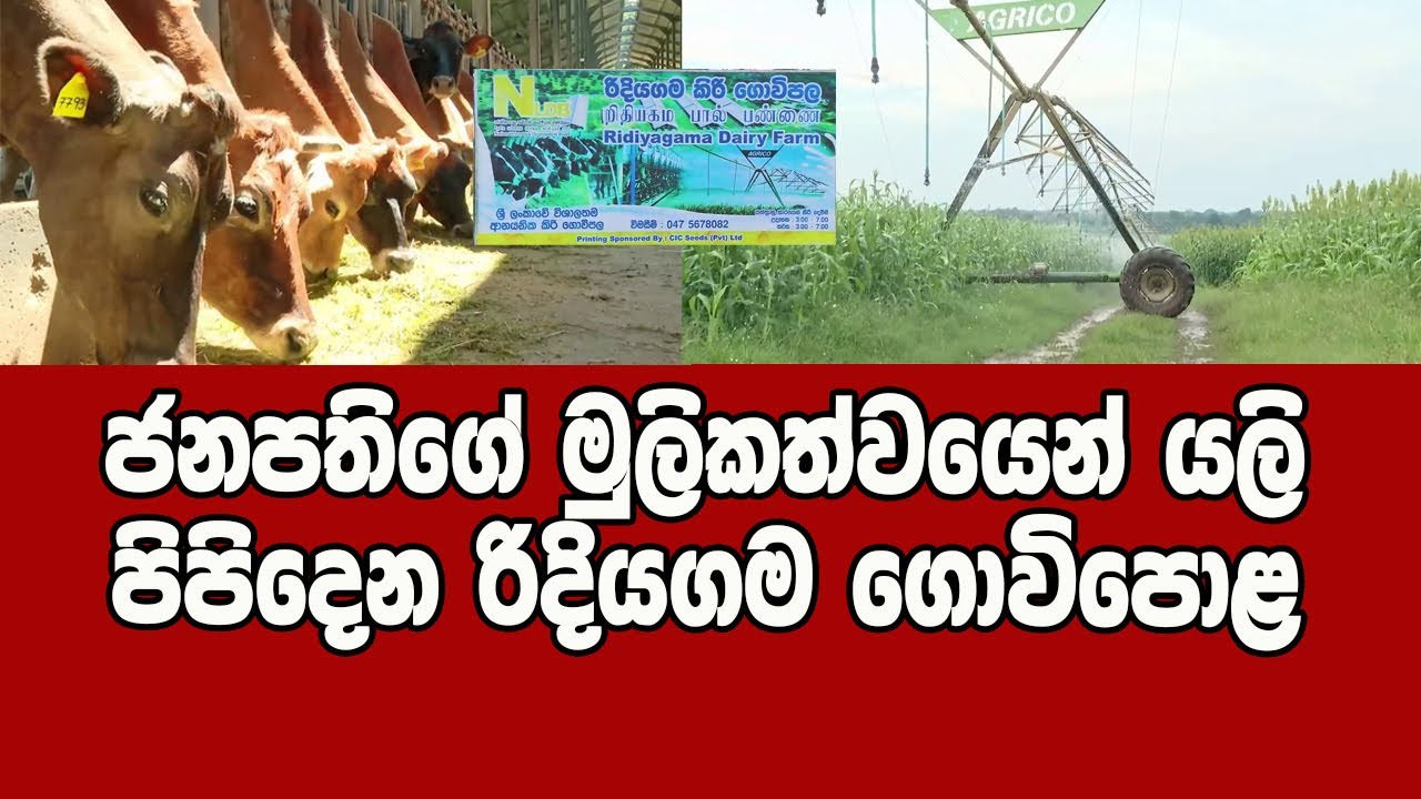 රනිල් විකුණන්න ගිය ඒව.. NLDB Ridiyagama Farm - YouTube