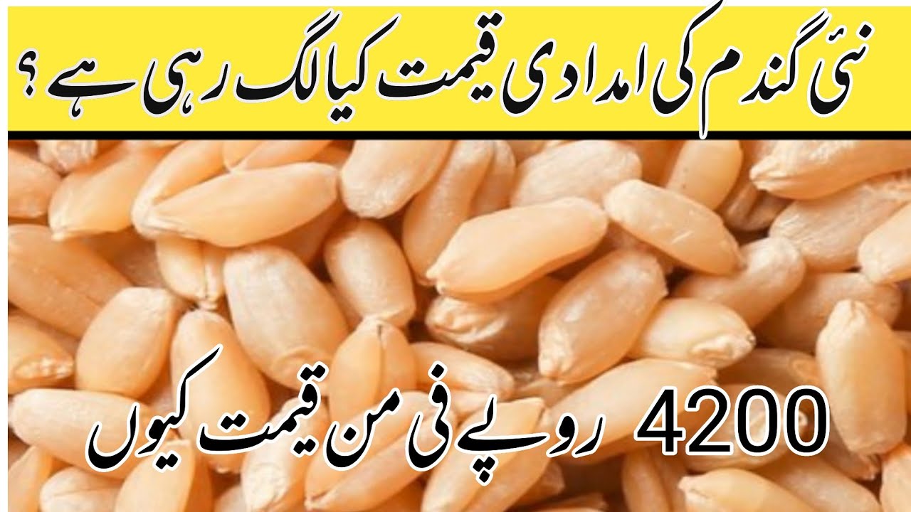 gandum Price 2024 increase today! Wheat rate in pakistan ...