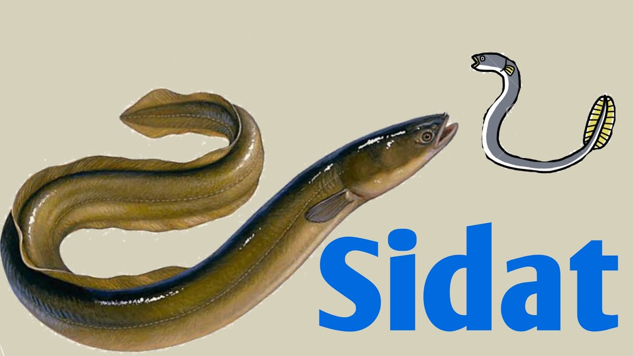 sidat hewan yang bisa menjadi raksasa - YouTube