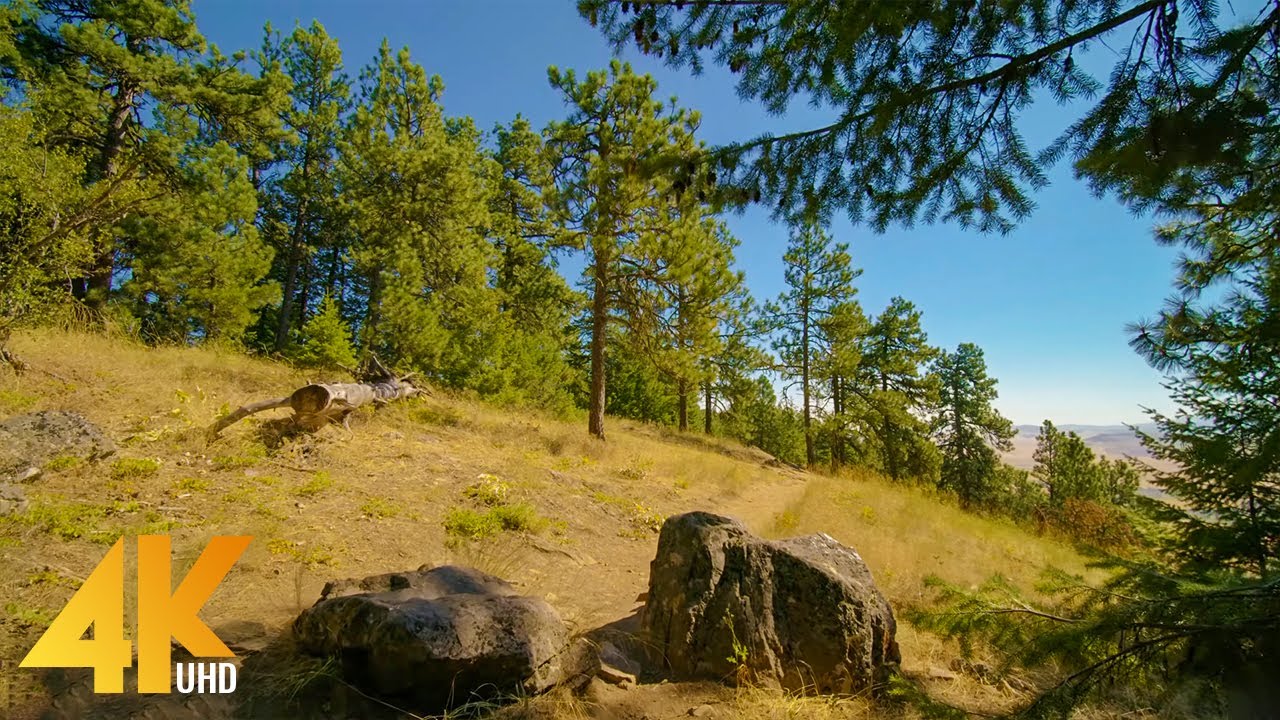 4K Beautiful Forest Walk with Relaxing Music - Kamiak Butte County Park ...