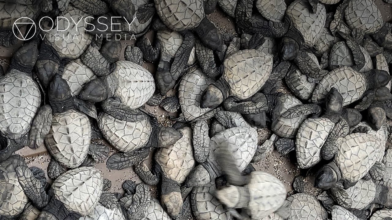 Sea Turtle Sanctuary | Pag-Asa Pawikan Protection and Conservation ...