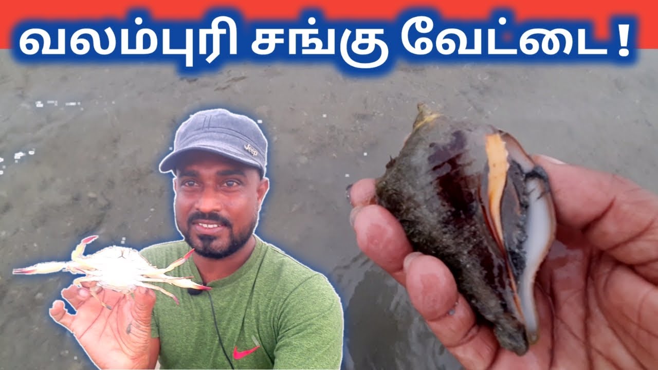 மன்னார் வலம்புரி சங்கு வேட்டை..வலம்புரி சங்கு இவளவு விலையா? | valampuri ...