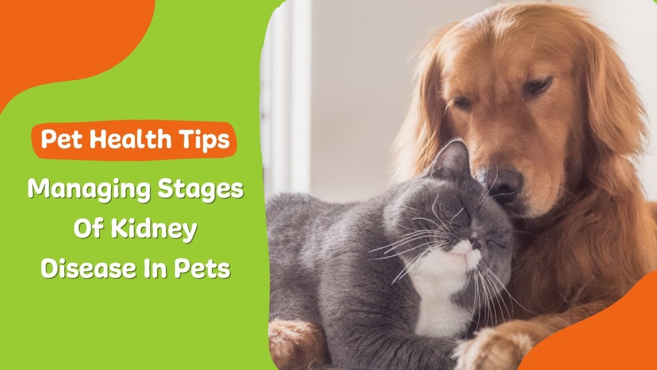 Managing Stages of Kidney Disease In Pets - YouTube