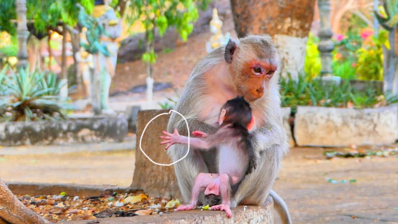 God this...After wake up newborn baby monkey of mom SARAH don't want to ...
