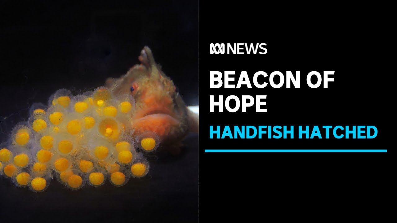 Critically endangered red handfish hatched in conservation breeding ...