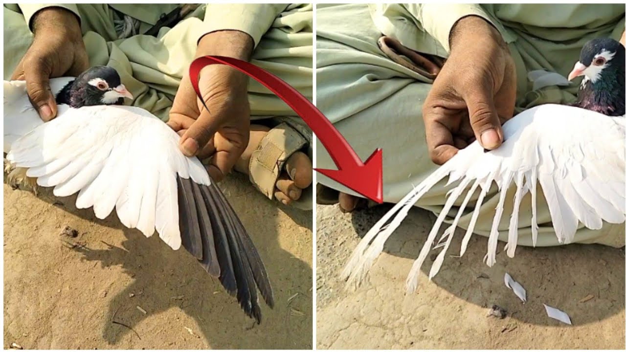 Pigeon feather style cutting To make the pigeon beautifulBirds Growth ...