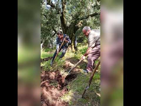 Biz Babadan Öyle Gördük