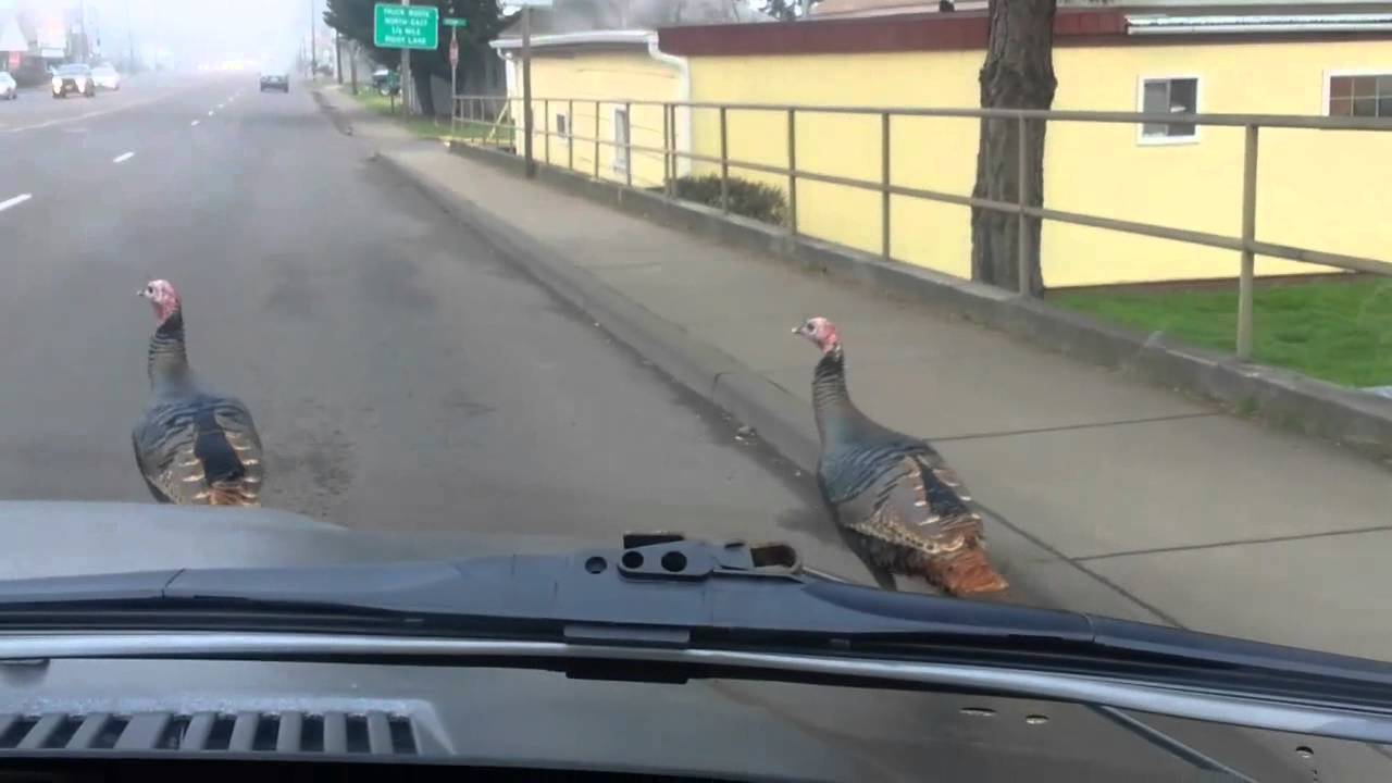Turkeys as smart as humans - YouTube