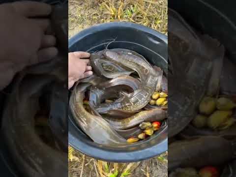 Yayın balığı #balıkavı #fish #fishing #yayınbalığı #yayın #som #kaitafish #samakalsaluwr #ikanlele