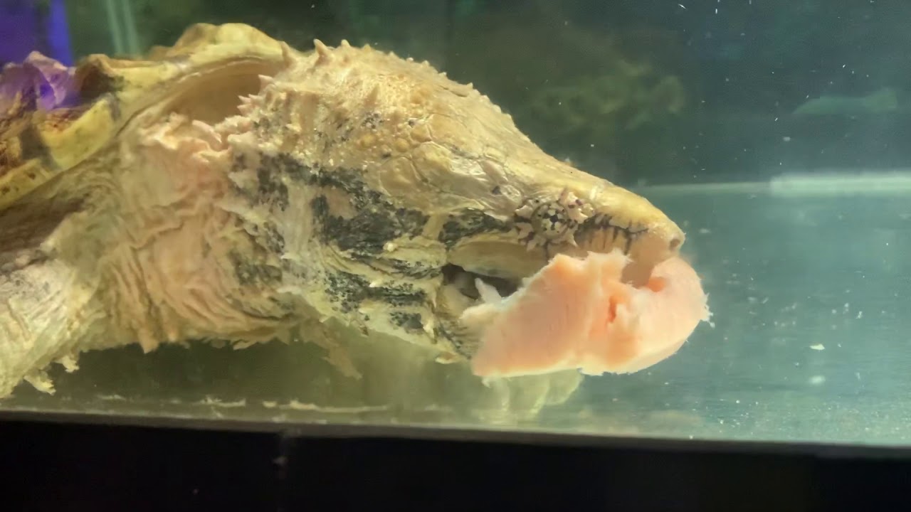 Hypo Alligator Snapping Turtle - YouTube