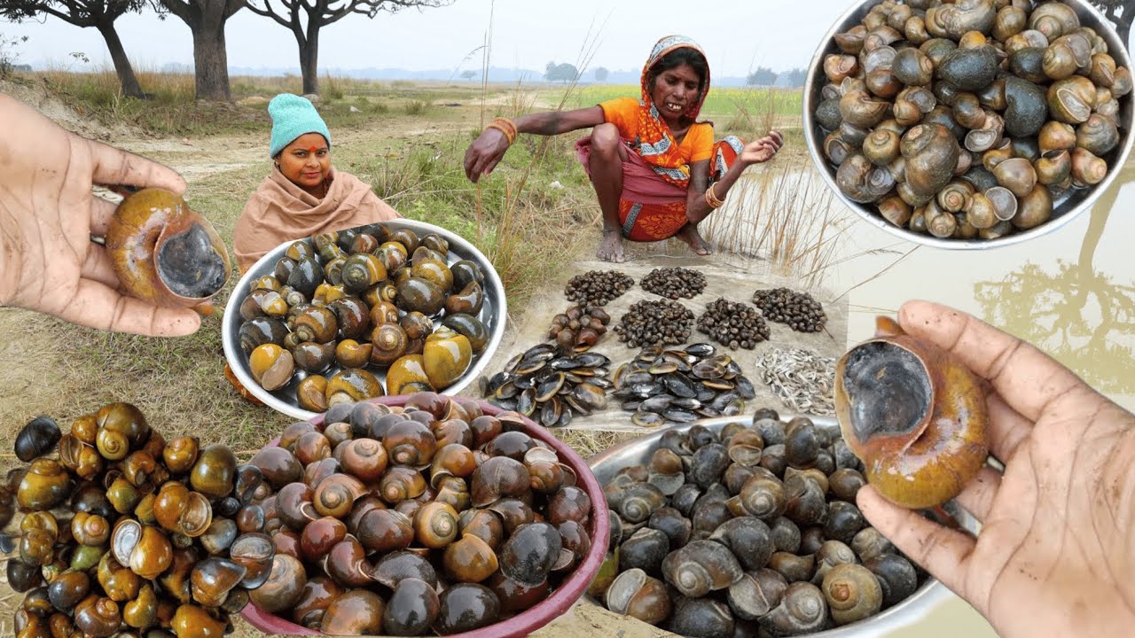 Snail Cooking & Eating Healthy Snail | Cooking Indian Snails in Village ...