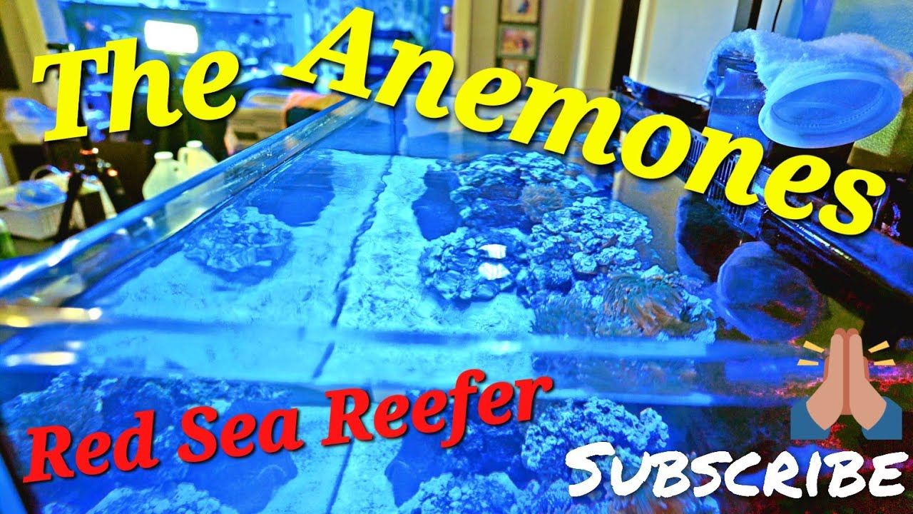 Reefing 77: The Anemone Reef Red Sea E-260 MAX Aquarium - SpinStream ...