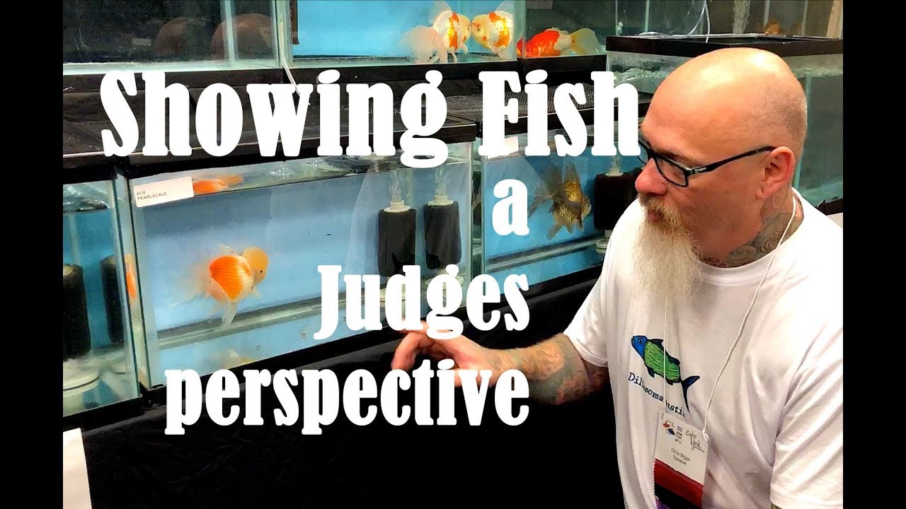 How to win at tropical fish shows: a judges perspective - YouTube