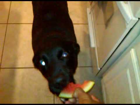 Tyrone the Dog Eats Watermelon - YouTube