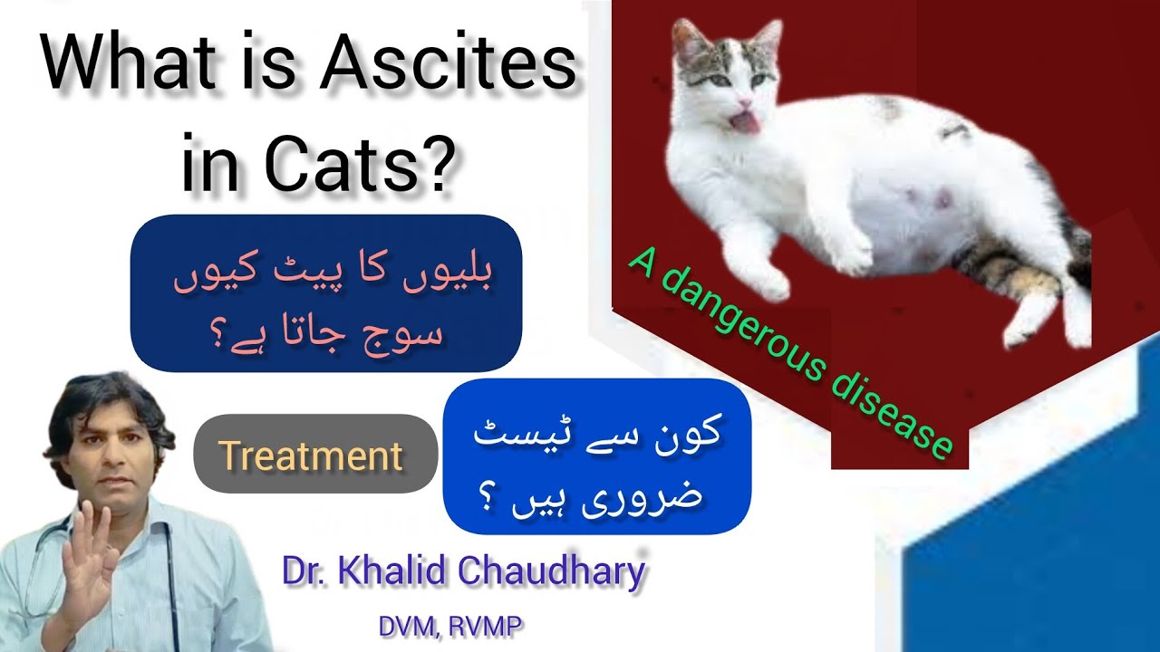 What is Ascites in cats? | What is the treatment of ascites? | Dr ...