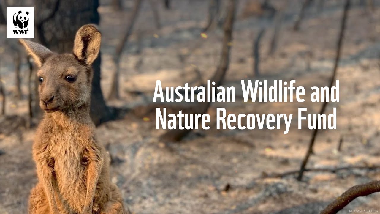 Australian Wildlife and Nature Recovery Fund | WWF-Australia - YouTube