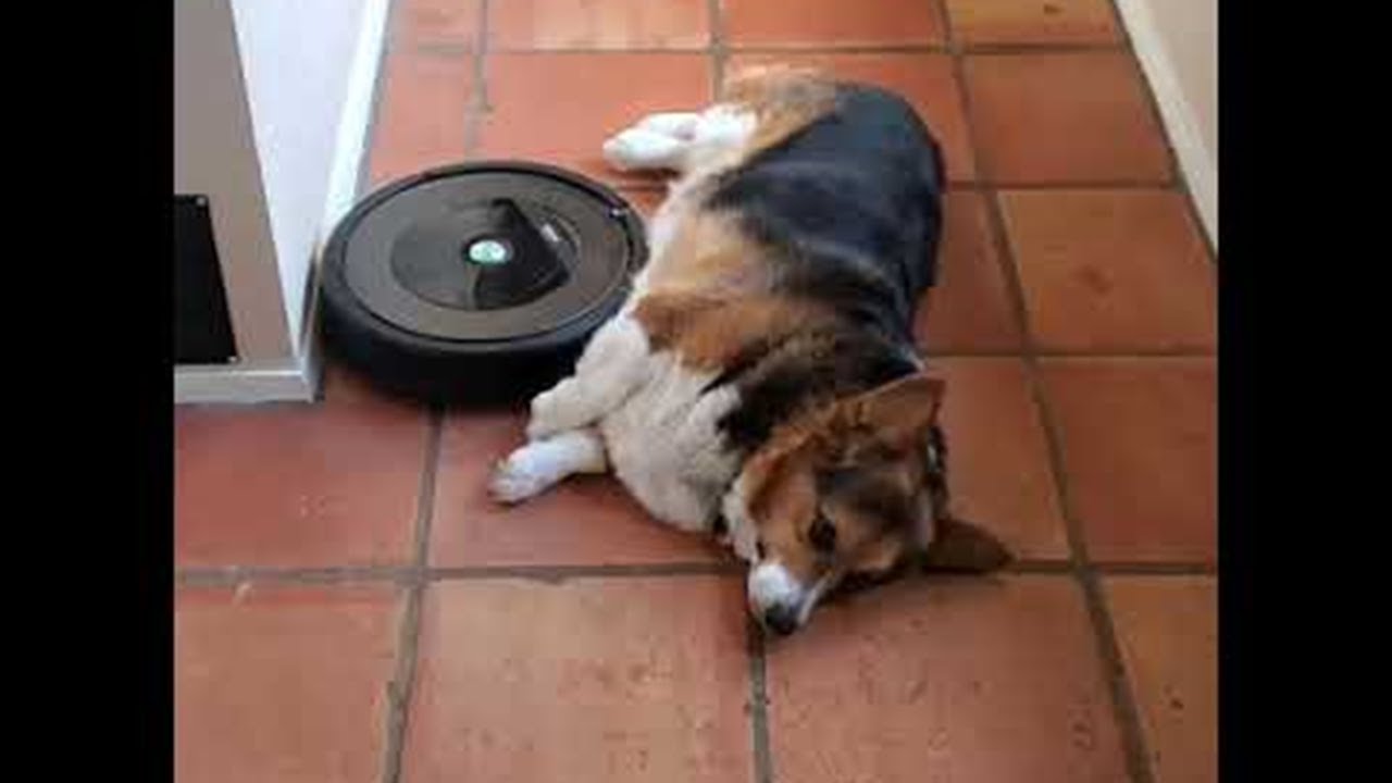Corgi Uses Robot Vacuum as Belly Rub Machine || ViralHog - YouTube