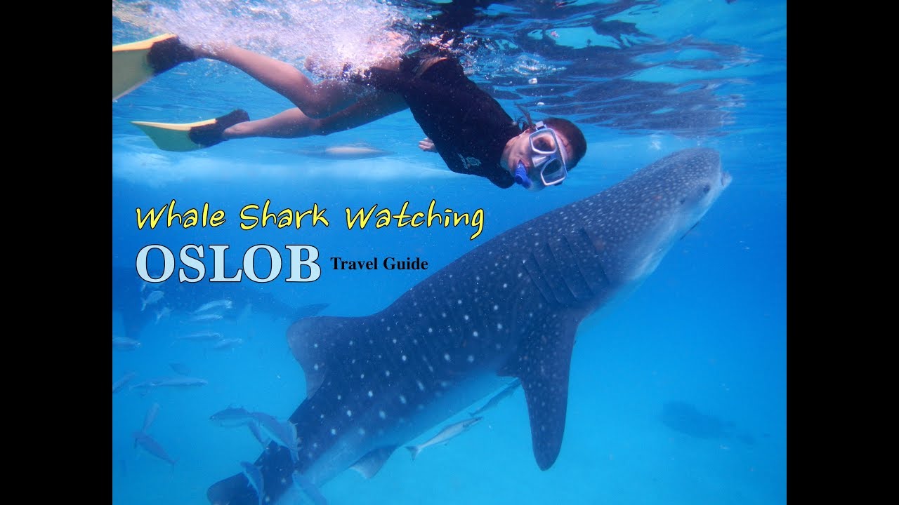 WHALE SHARK WATCHING CEBU || OSLOB || PHILIPPINES - YouTube