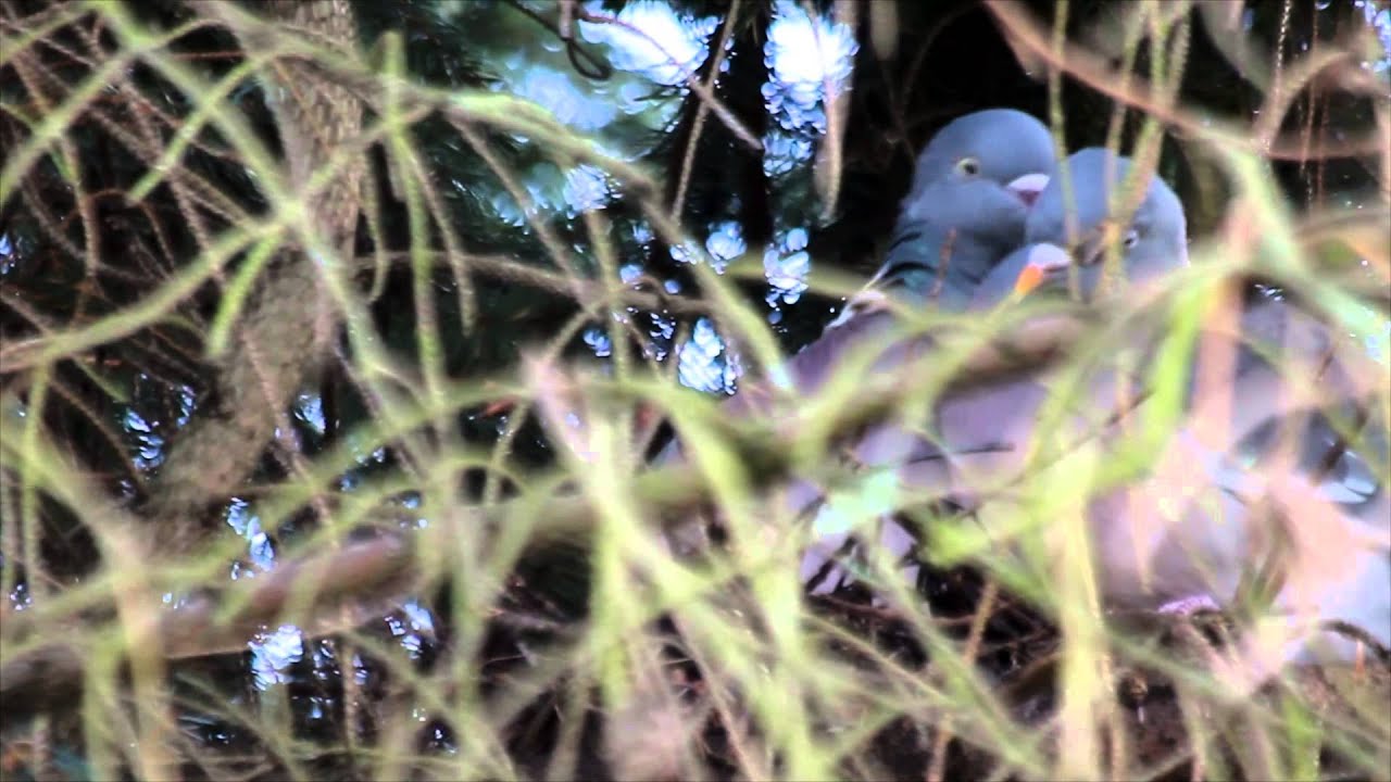 Pigeon Courtship. A Peck on the Cheek. - YouTube