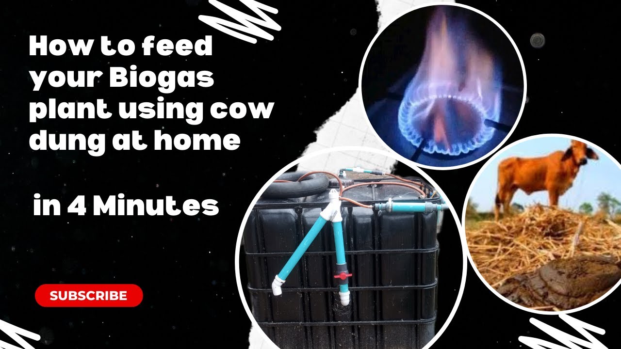 How to feed your Biogas plant using cow dung at home - YouTube