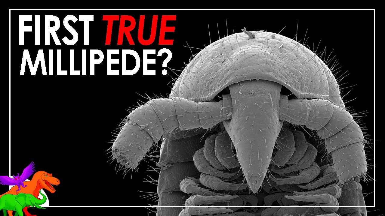True Millipede Found in Australian Soil – Eumillipes | The Millipede ...
