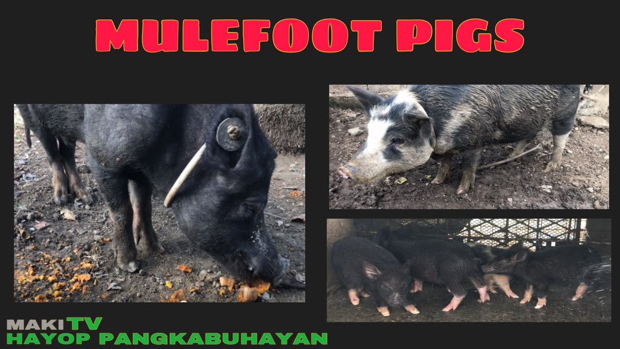 MULEFOOT PIGS/NATIVE PIGS/BERKSHIRE PIGS/Philippines - YouTube