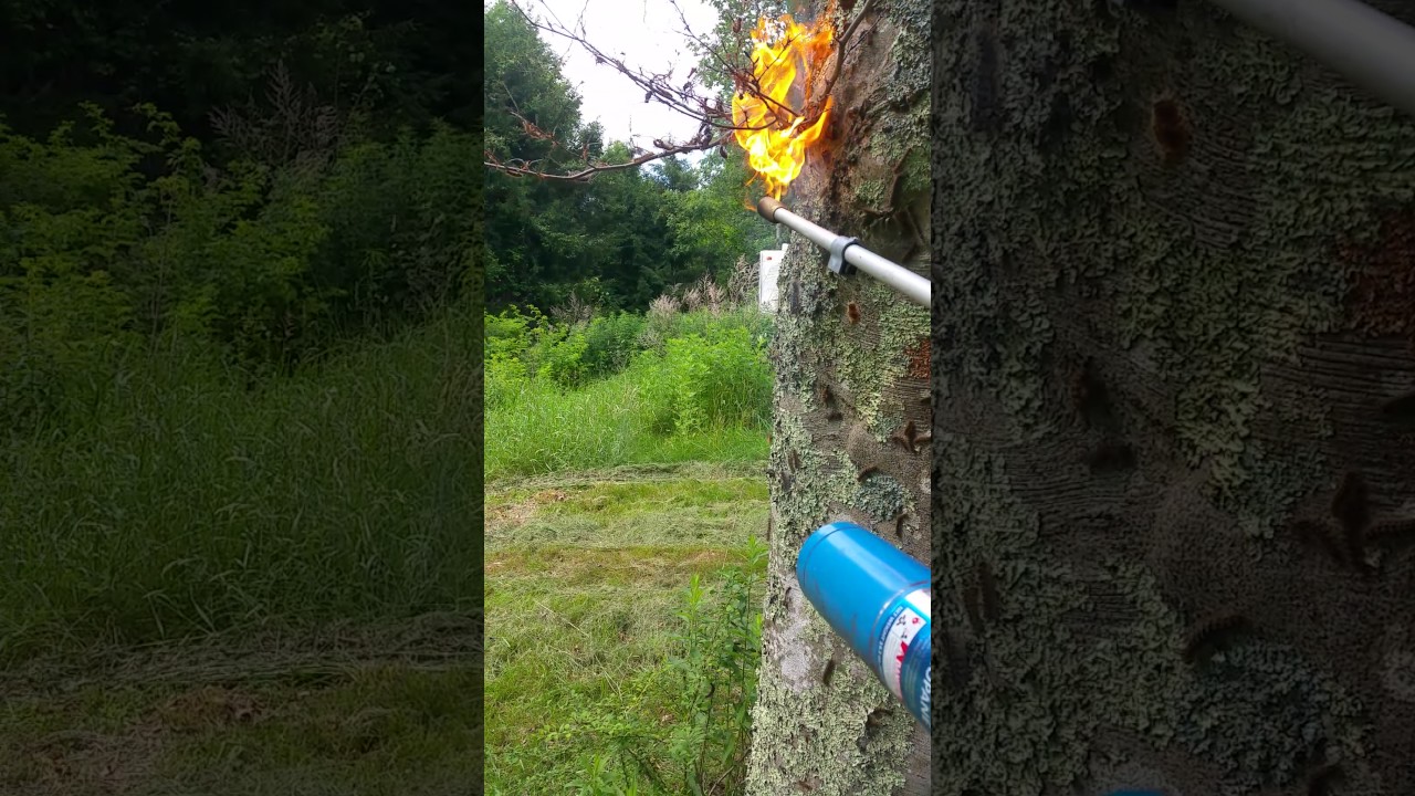 Gypsy moth burning - YouTube