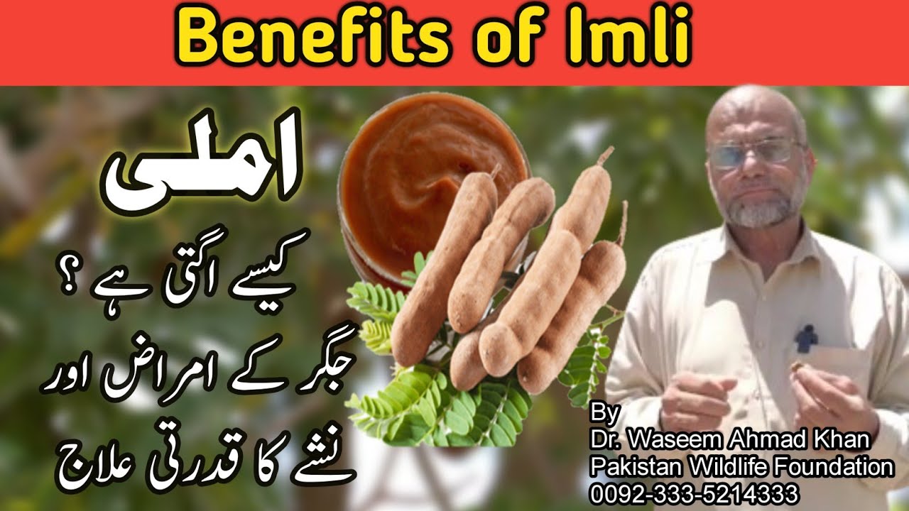 Benefits of Imli | Imli k Fayde | How Imli is Grown | Health Benefits ...