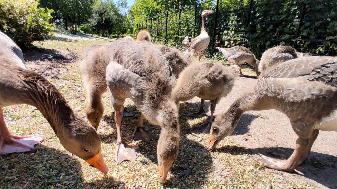 Baby Greylag Geese Feeding Frenzy - YouTube