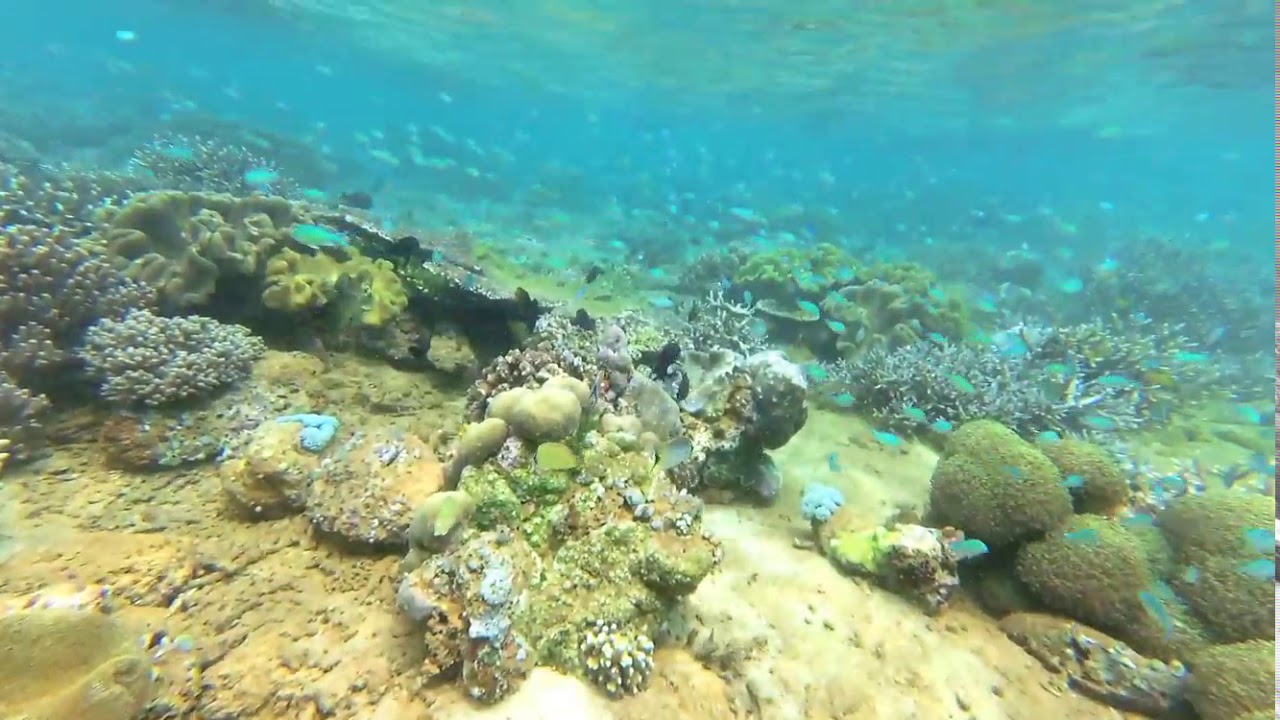 Freedive obi island - YouTube